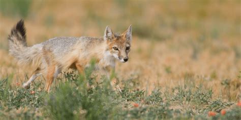 Saving The Swift Fox Took Swift Action • The National Wildlife