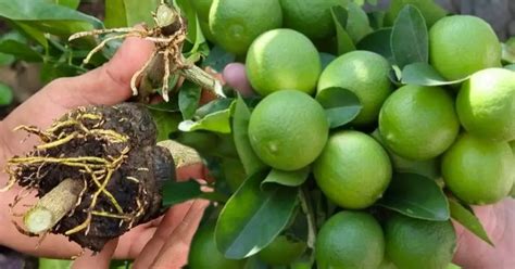 Método Para Que Planta De Limón Este Repleta De Frutos Raza Folklorica