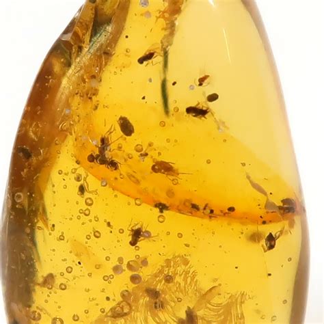 虫入り琥珀（insects In Amber）｜化石販売・鉱物販売の東京サイエンス