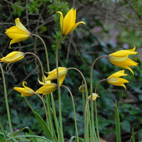 Sylvestris Tulip