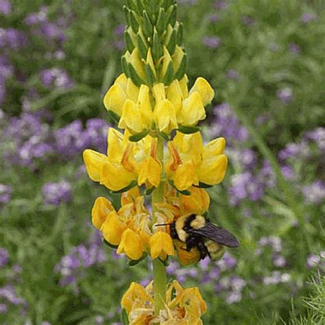 Lupinus Densiflorus Yellow Lupine Wildflower Seed