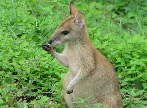 Wallaby The Biggest Animals Kingdom