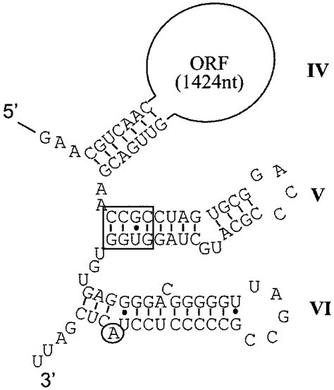 The Proposed Secondary Structure For Part Of The Trt Intron Rna Is