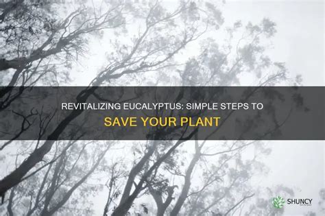 Revitalizing Eucalyptus Simple Steps To Save Your Plant Shuncy