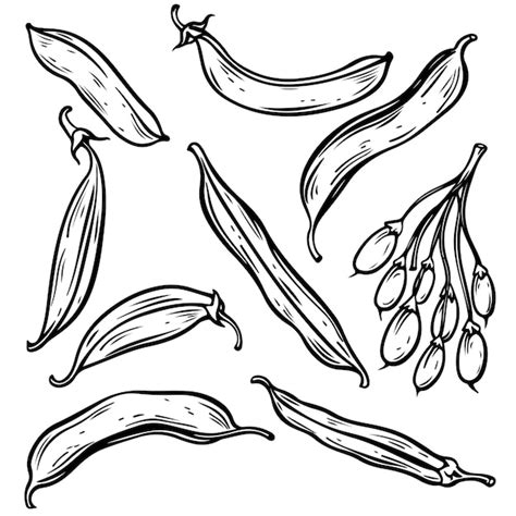 Premium Vector Black And White Cartoon Sketched Illustration Of Set