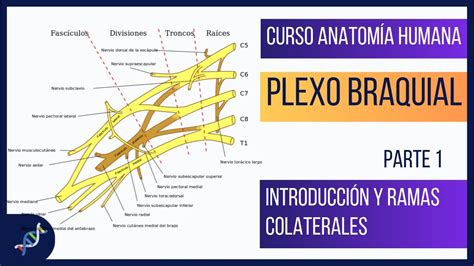 Plexo Braquial 🤯 Modelo En 3d Introduccion Y Ramas Colaterales Youtube