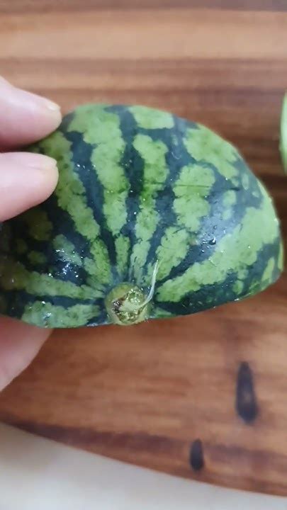 수박농사종료 수박줄기 걷어내고 어린 수박 속이 궁금해 잘라보았다단단해 썰기 힘든 ㅋ수박씨가 겁나 많네씨앗 꽉 차고 익지 않았어도 단맛있다 Youtube