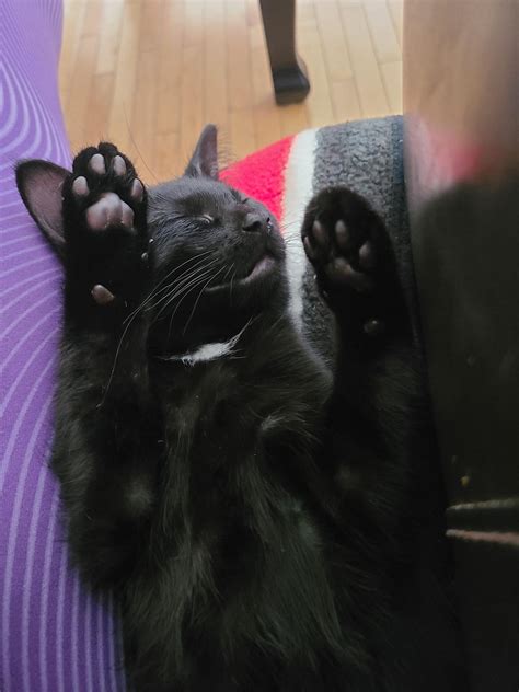 Little Muds Toe Beans Rtoebeans