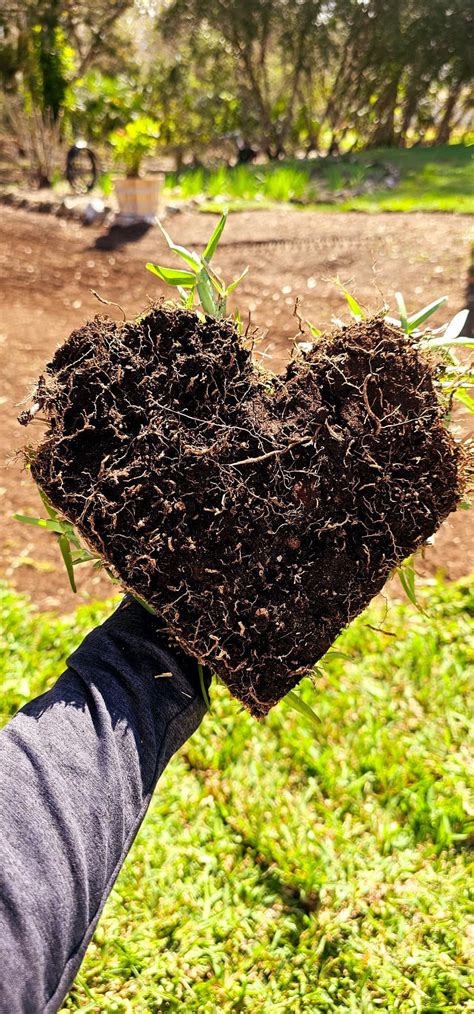 Ap Sod Service Llc Citrus Springs Fl