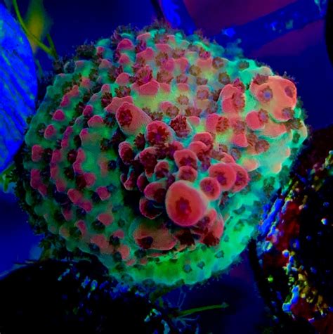 Cb Maleficent Acro Placement Reef2reef