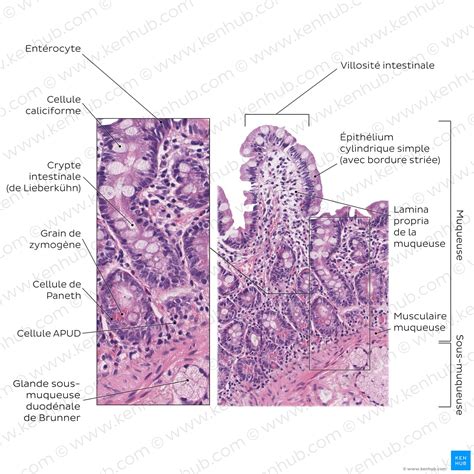 Duodénum Anatomie Histologie Structure Fonctions Kenhub