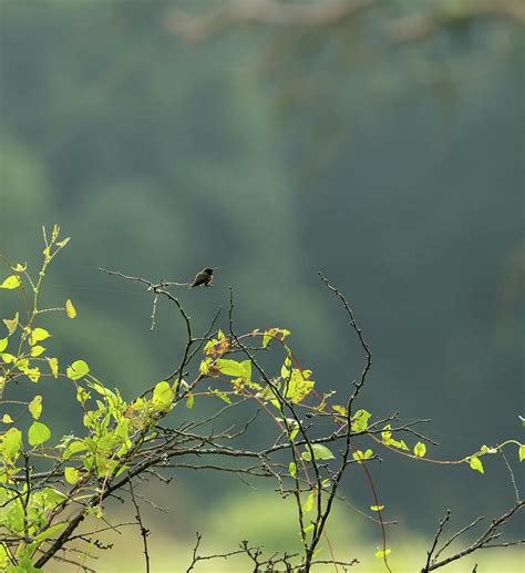 Tiny Subject Photograph By Liz Eudy Fine Art America