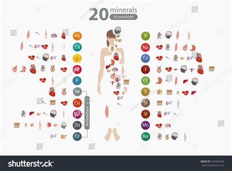 226 Imágenes De Potassium Human Body Imágenes Fotos Y Vectores De