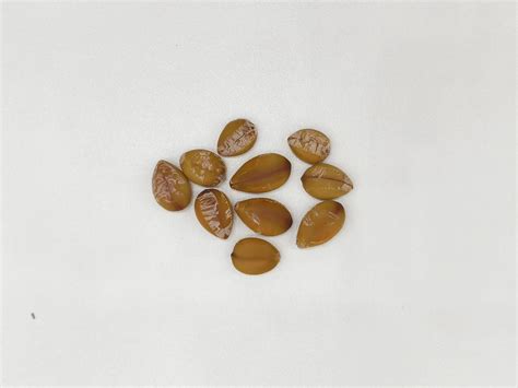 Breeds Object Detection Dataset By Eiei