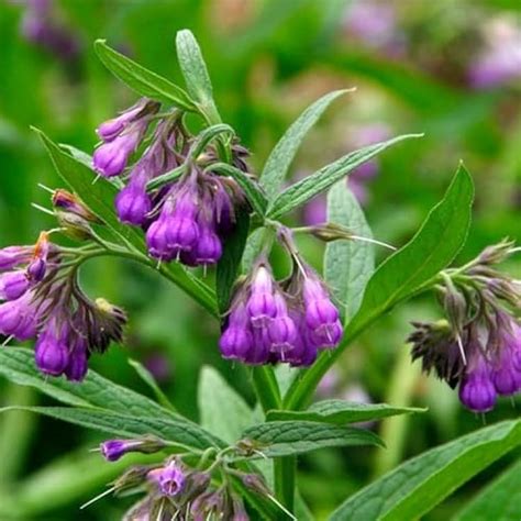 100 Symphytum Officinale Comfrey Seeds Perennial Nepal Ubuy