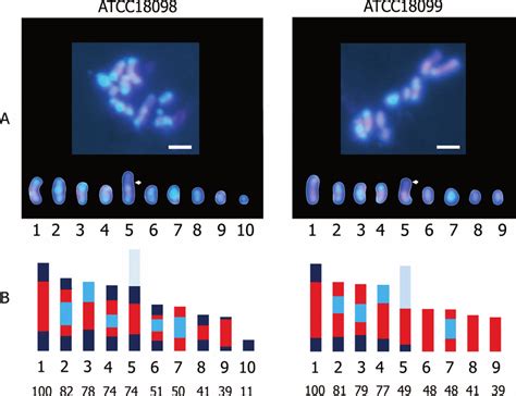 Cytological Karyotypes Of Nectria Haematococca Mpi Strains Atcc18098