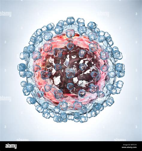 Hepatitis C Virus 3d
