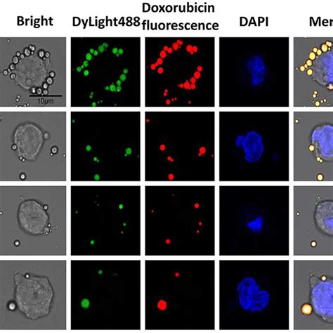 In Vitro Rdm Targeting To Raji Cells Clsm Imaging Of Raji Cells After
