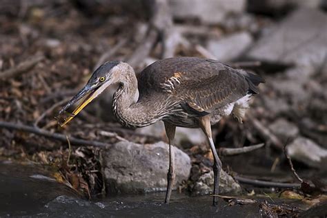 Heron Vs Stork What S The Difference Main Difference