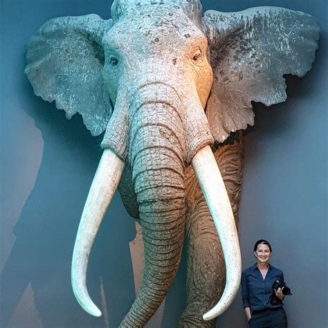 Big Elephant