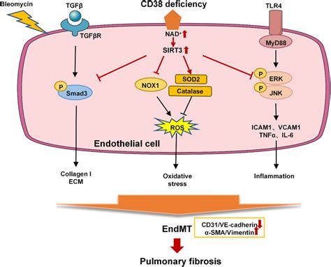 Endothelial Cd38 Induced Endothelial To Mesenchymal Transition Is A