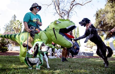 Photos Bark In The Park Returns To San Joses William Street Park