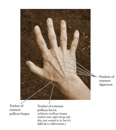Human Anatomy For The Artist The Dorsal Hand The Dorsal Foots Better