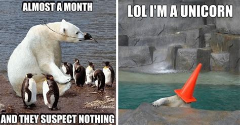 Pawdorable Positive Polar Bear Memes Frozen Freshly In The Arctic To