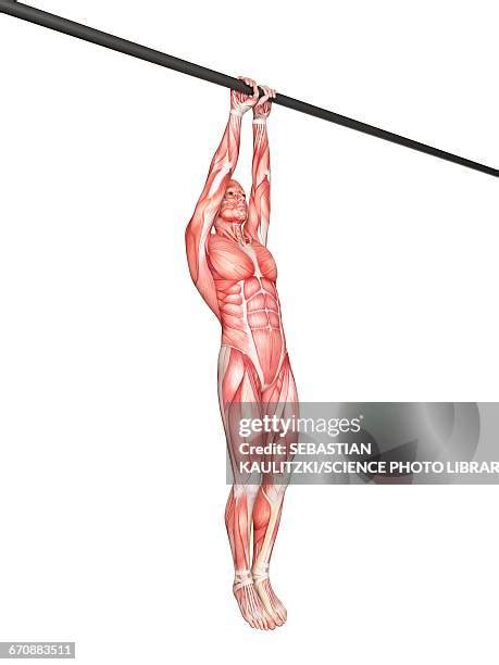 27 Chin Bar High Res Illustrations Getty Images