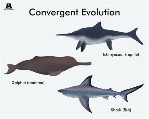 Is There Any Reason For Convergent Evolution Rmarinebiology