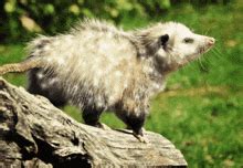 Cute Opossum S Tenor