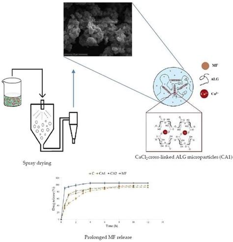 Calcium Chloride Modified Alginate Microparticles Formulated By The