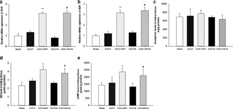 Exogenous Pancreatic Kininogenase Protects Against Renal Fibrosis In Rat Model Of Unilateral