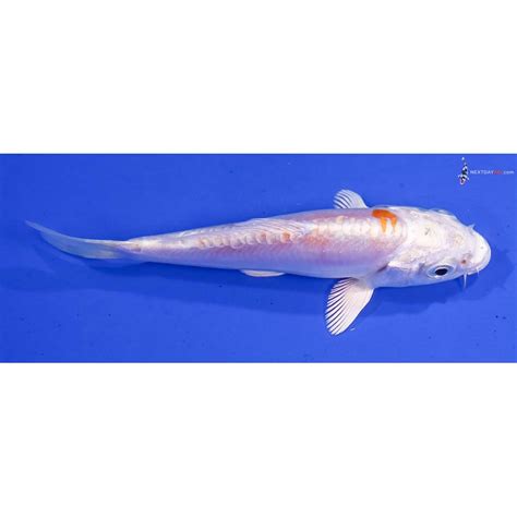 45” Imported Kikusui Next Day Koi