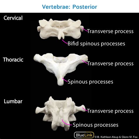 Gross Anatomy Vertebral Column Ditki Medical And Biological Sciences
