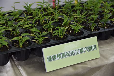 種苗場「呼應產業需求 健康種薑生產體系成形！」 中華日報中華新聞雲