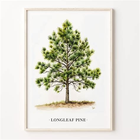 Longleaf Pine Tree Art Print Botanical Nature Decor Etsy
