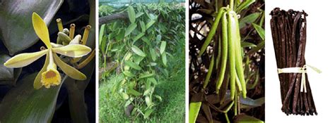 Fabulousfusionfoods The Worldwide Spread Of Vanilla History Of