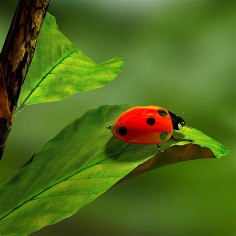 Ladybug Posters By Sina Irani Buy Posters Frames Canvas And Digital