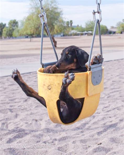 Swing Chair For Dog At Regina Gandy Blog