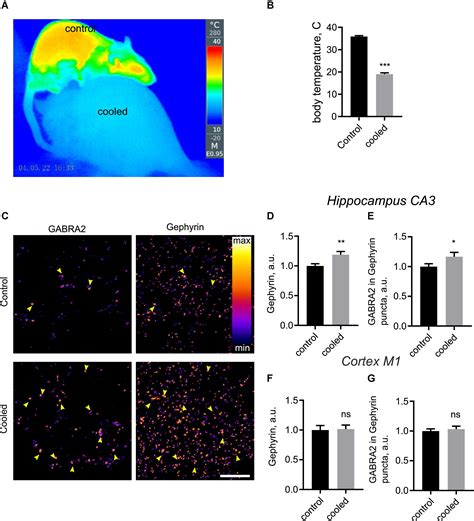 Frontiers Temperature Dependent Structural Plasticity Of Hippocampal Synapses