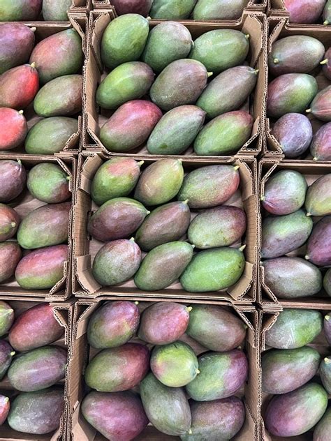 No More Polyethylene On These Mangos Akorn Tech