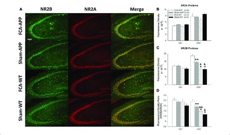 The Mean Immunofluorescence Intensity Of Nr2b Significantly Increases Download Scientific