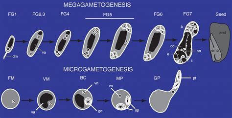 배경 화면 sperm x px 추상 추출 보케 세포 DNA 계란 달걀 생명 남성 남자 교배 의료 환각적인 섹스 성적 정액