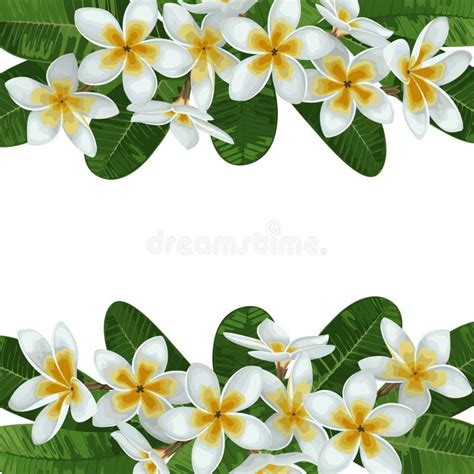 Plumeria Tropical Border Stock Vector Illustration Of Border 91635033