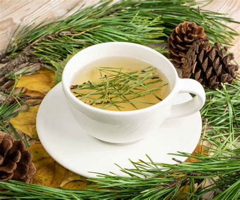 Benefits Of White Pine Tea At Pearline Beard Blog