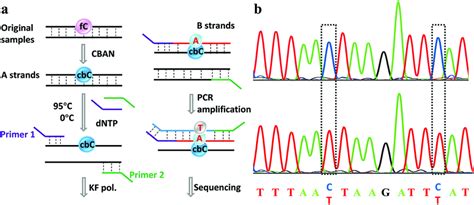 Single Base Resolution Analysis Of 5fc A Illustration Of A Strategy