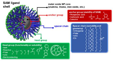 2 3 A Schematic Illustration Of The Composition Of Core Shell 0D Download Scientific Diagram