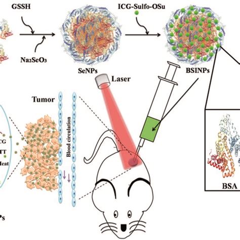 Schematic Diagram For The Preparation And Chemo Photothermal