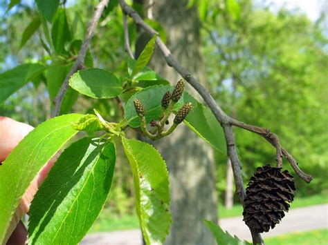 Japansexkaukasische Els Alnus Speathii Alnus Speathii Bomen Herkennen